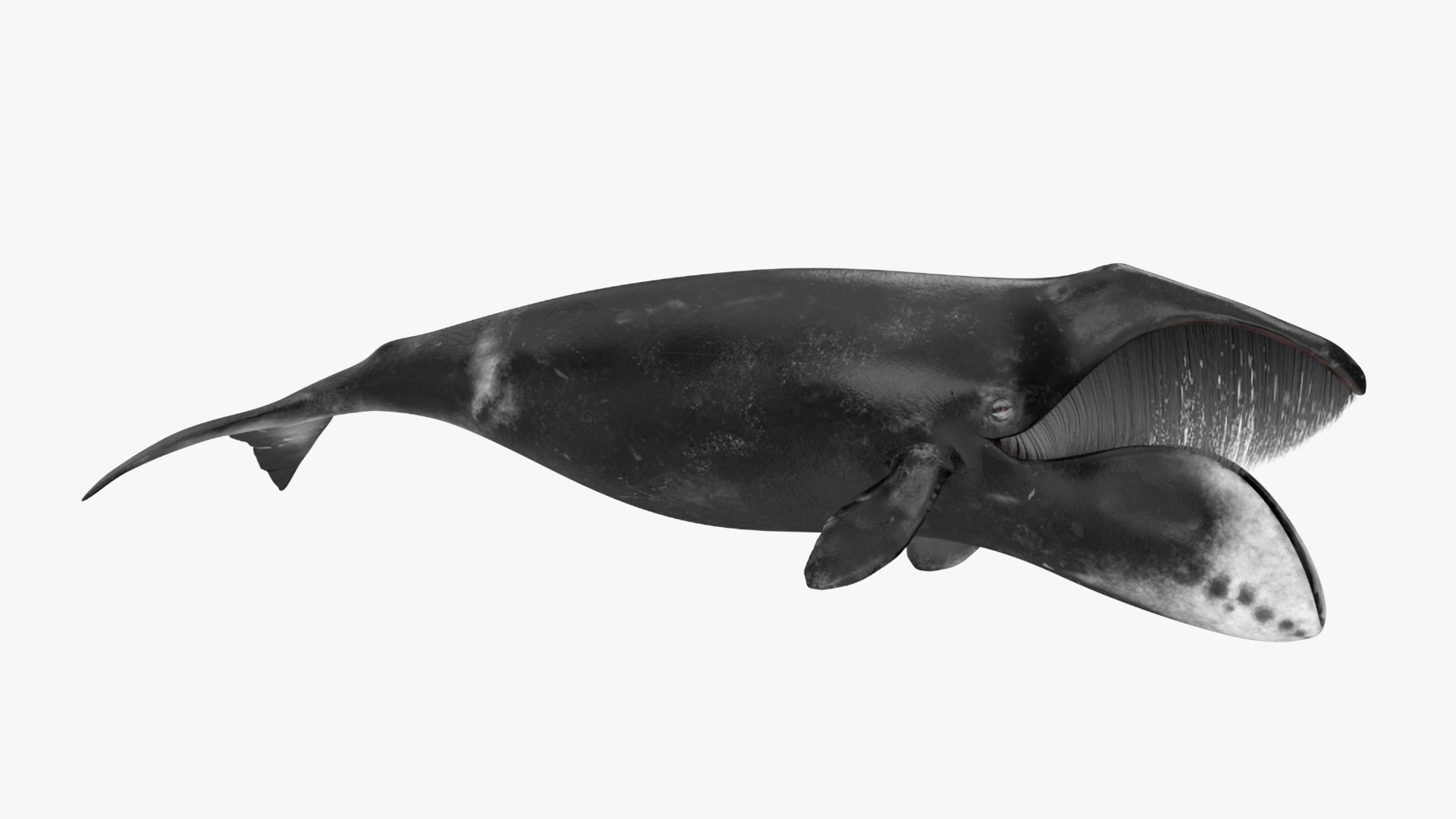 3D Model Sea Animal Bowhead Whale Rigged For Maya - TurboSquid 2131871