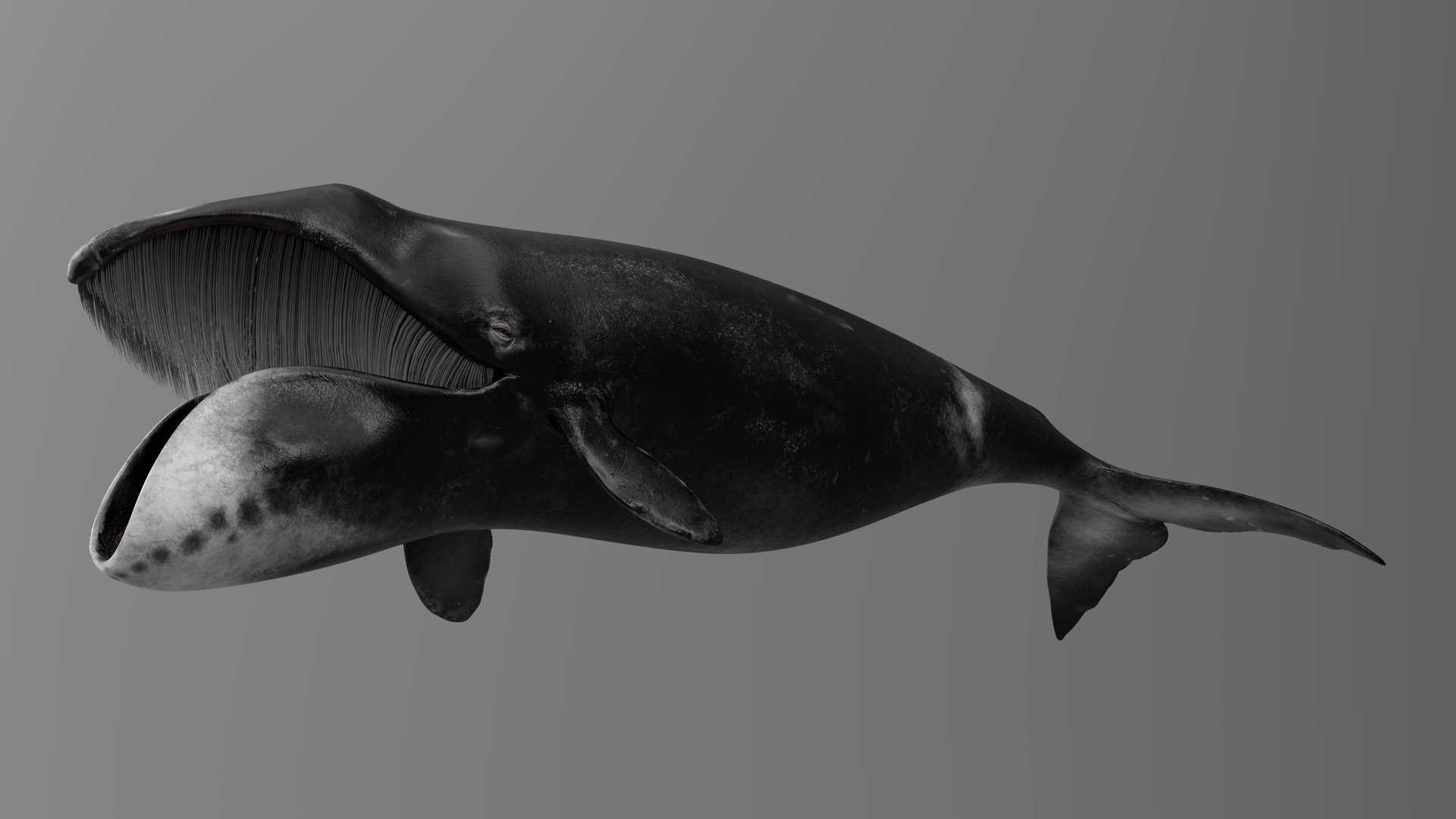 3D Model Sea Animal Bowhead Whale Rigged For Maya - TurboSquid 2131871