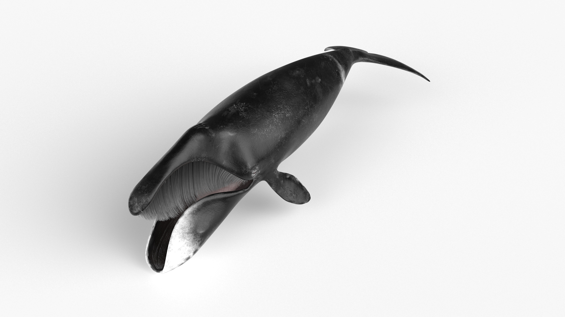 modelo 3d Ballena de Groenlandia, animal marino, aparejada para los ...