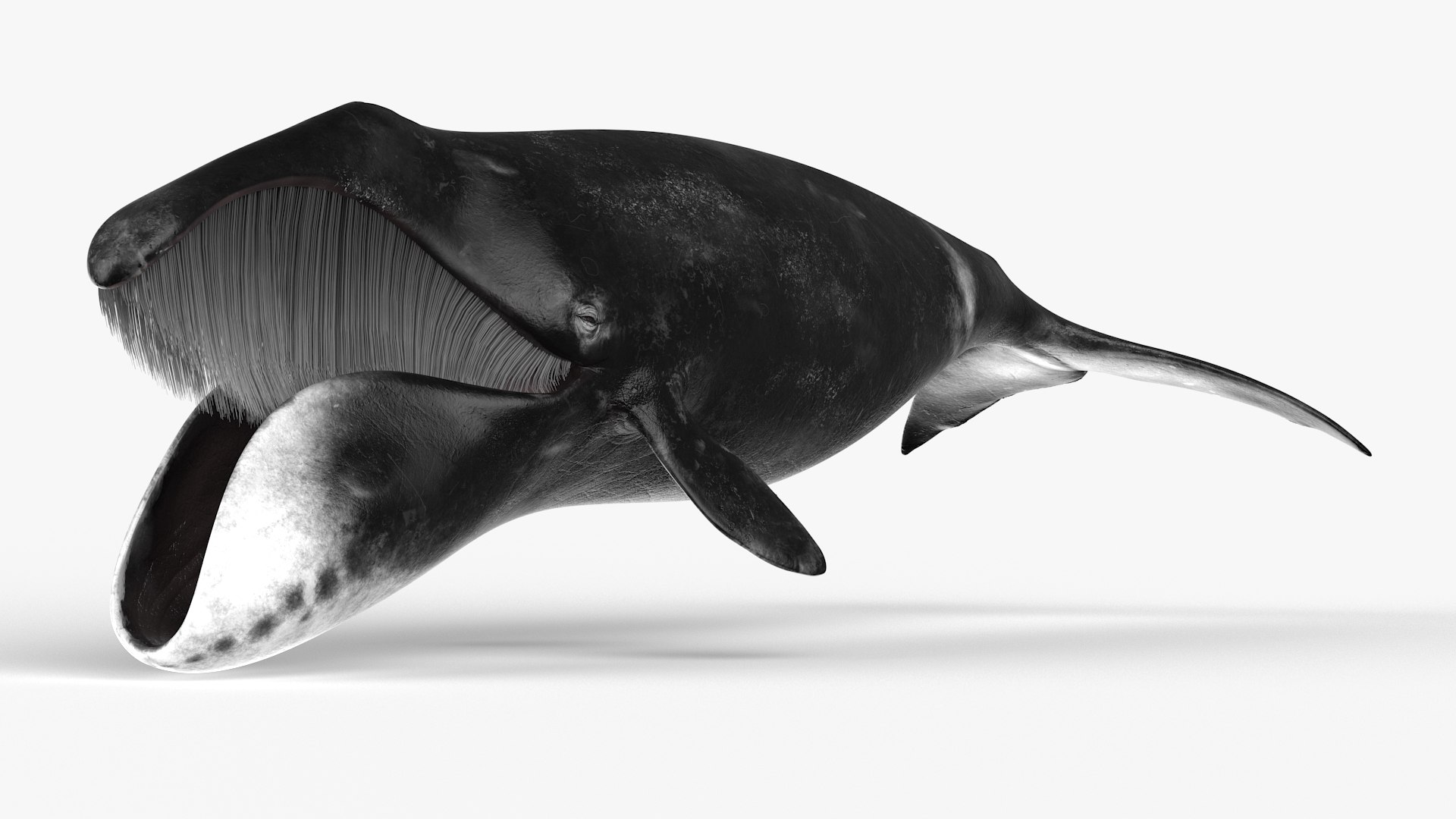 3D model Sea Animal Bowhead Whale Rigged for Maya - TurboSquid 2131871