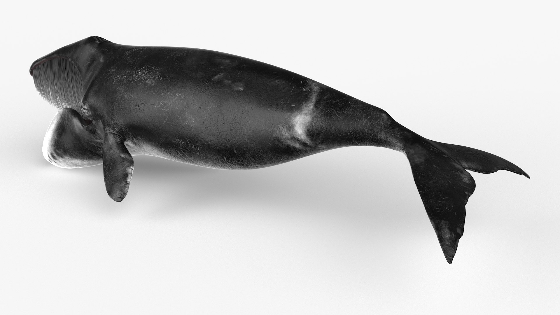 3D model Sea Animal Bowhead Whale Rigged for Maya - TurboSquid 2131871