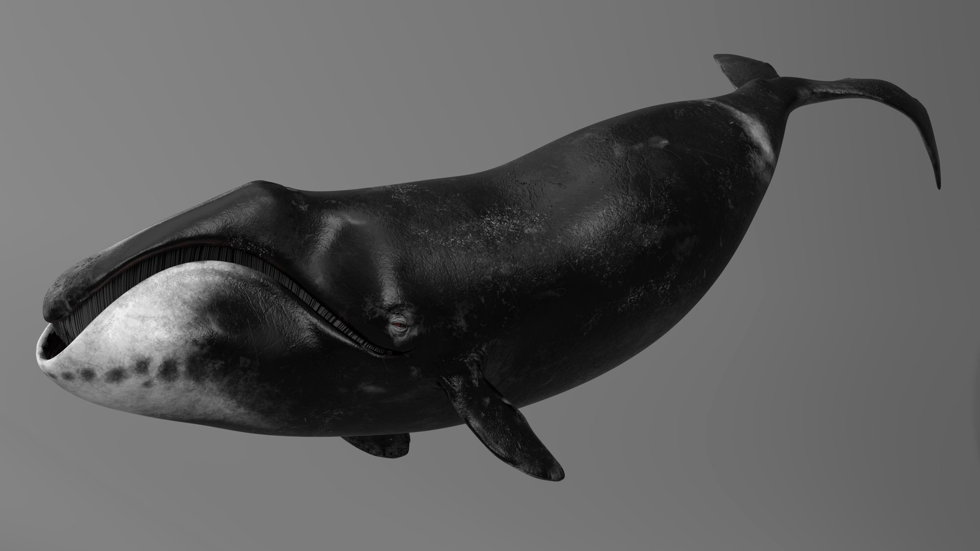 3D Model Sea Animal Bowhead Whale Rigged For Maya - TurboSquid 2131871