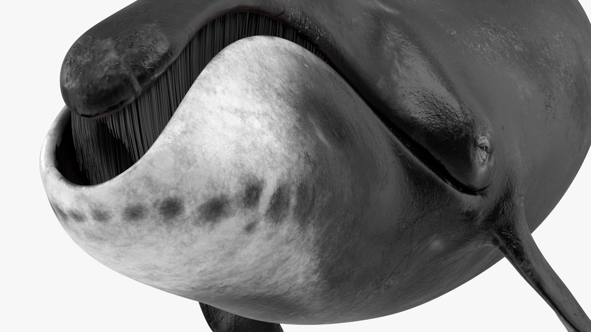 3D Model Sea Animal Bowhead Whale Rigged For Maya - TurboSquid 2131871