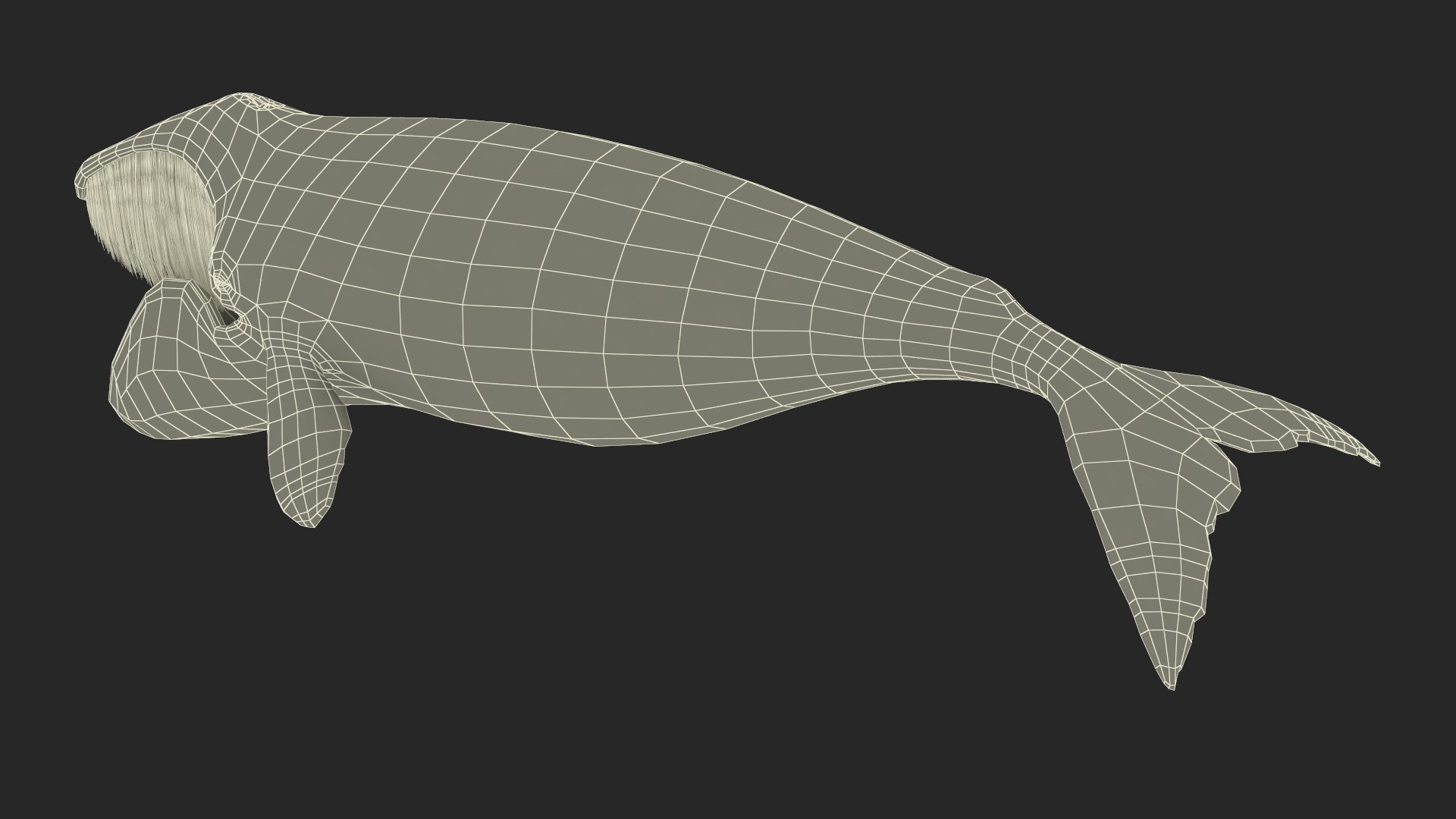 3D model Sea Animal Bowhead Whale Rigged for Maya - TurboSquid 2131871