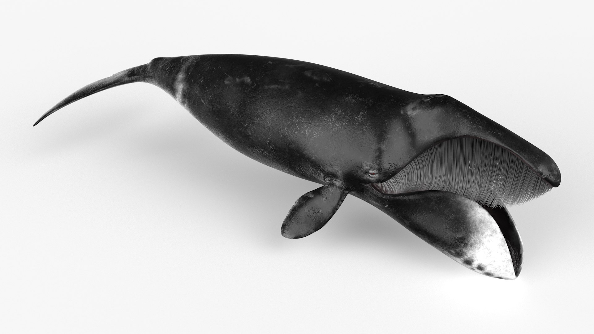 3D model Sea Animal Bowhead Whale Rigged for Maya - TurboSquid 2131871