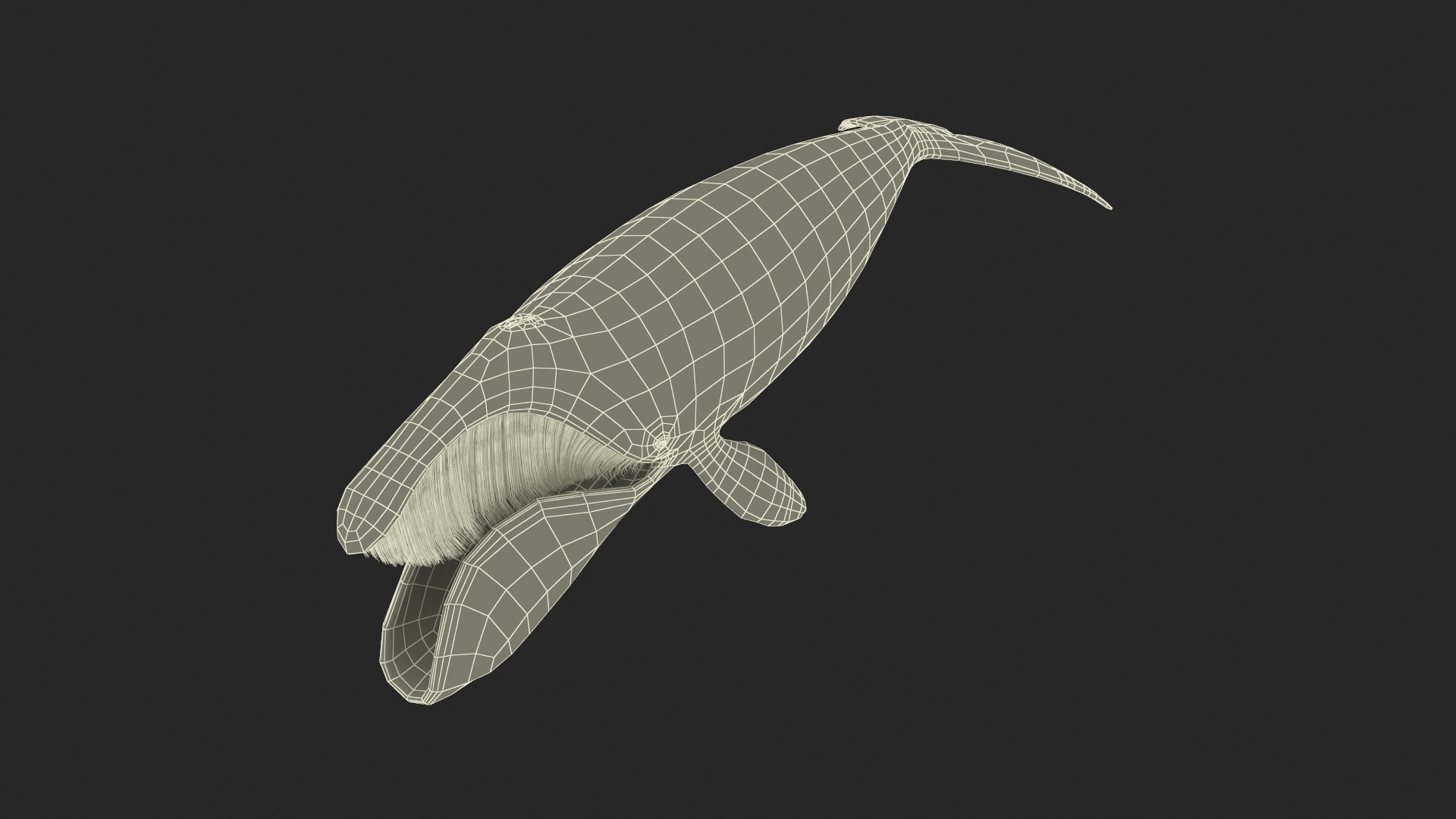 3D model Sea Animal Bowhead Whale Rigged for Maya - TurboSquid 2131871