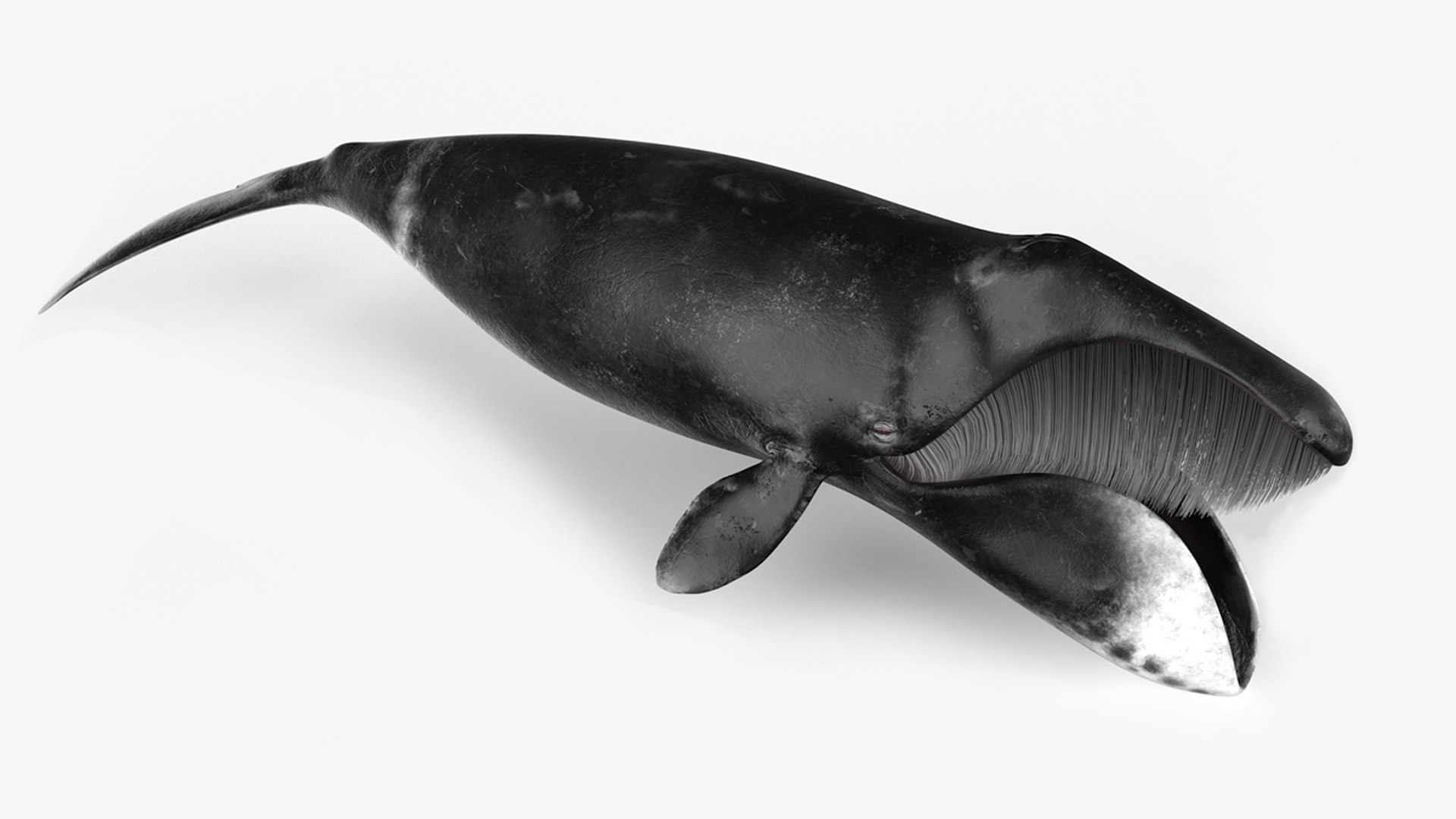 3D model Sea Animal Bowhead Whale Rigged for Maya - TurboSquid 2131871