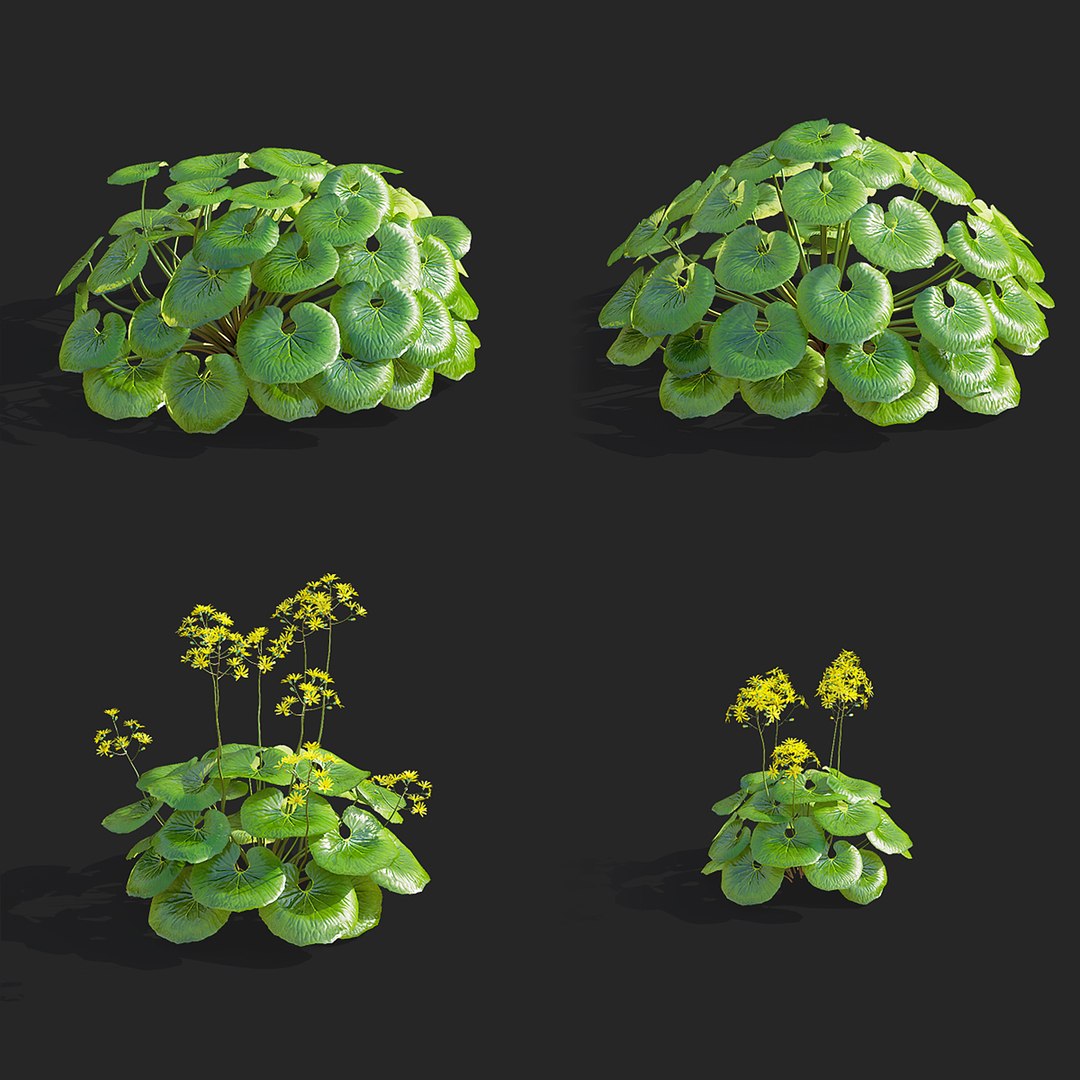 3D Farfugium japonicum flower model - TurboSquid 2156305