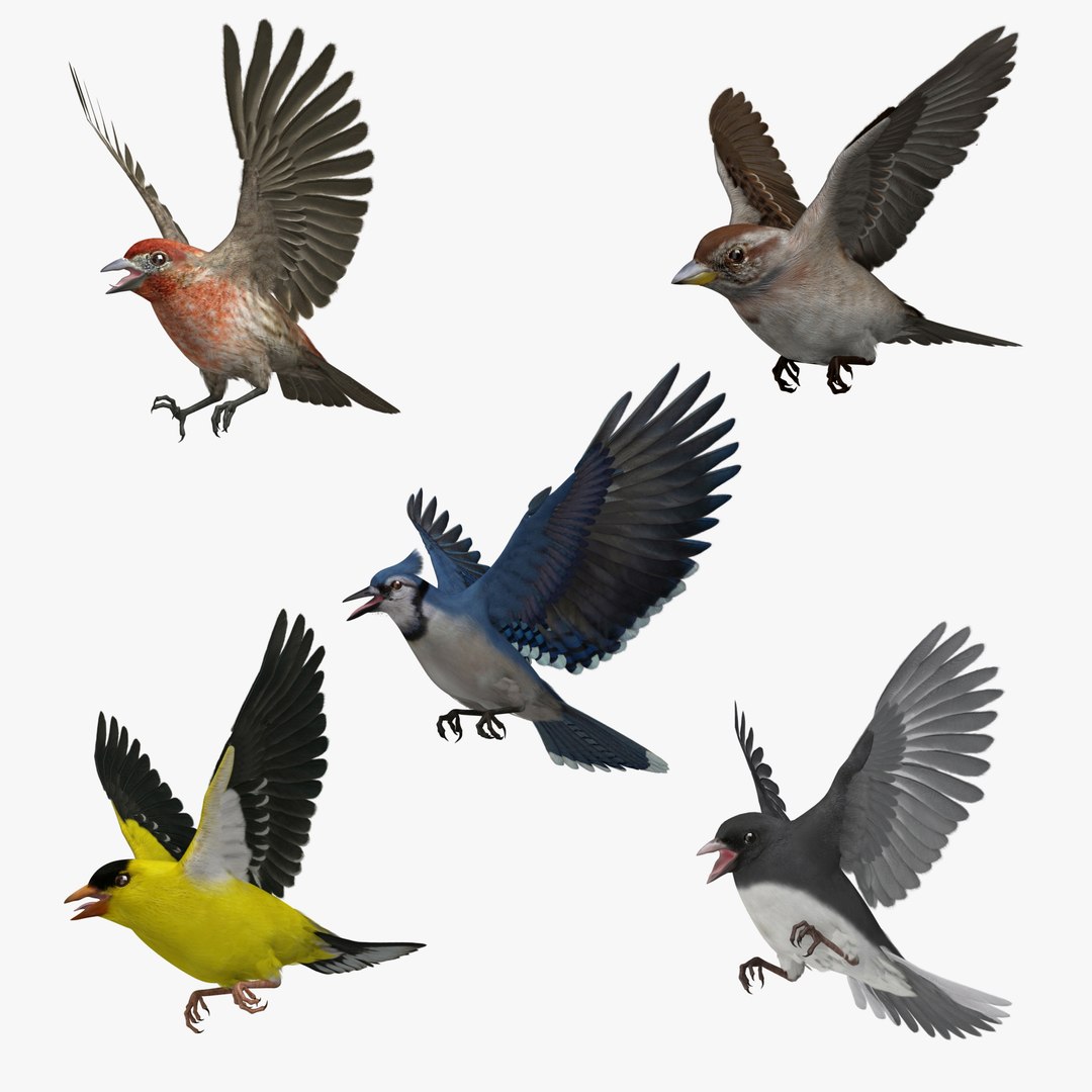 3d Model American Backyard Birds