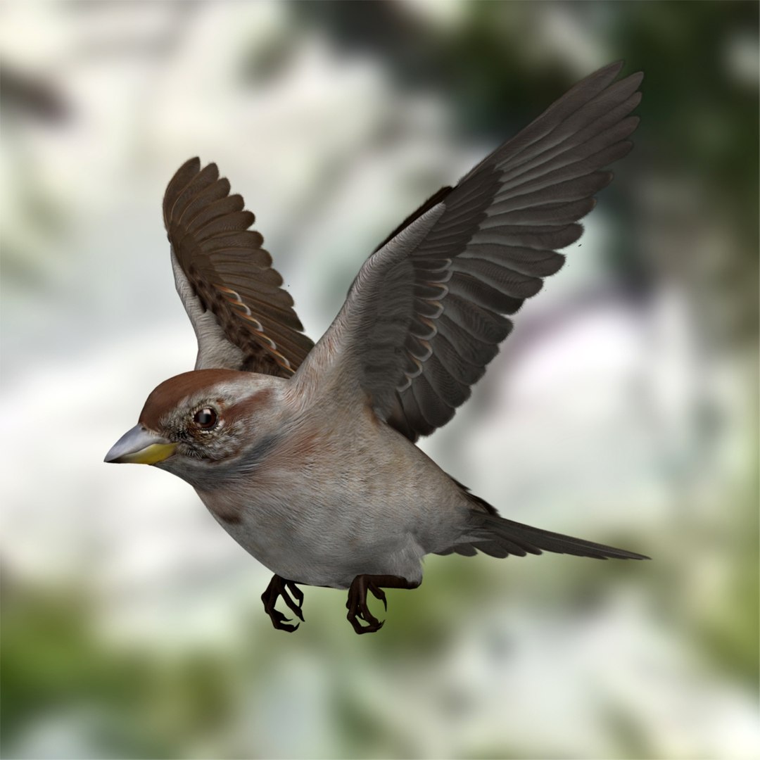 3d Model American Backyard Birds
