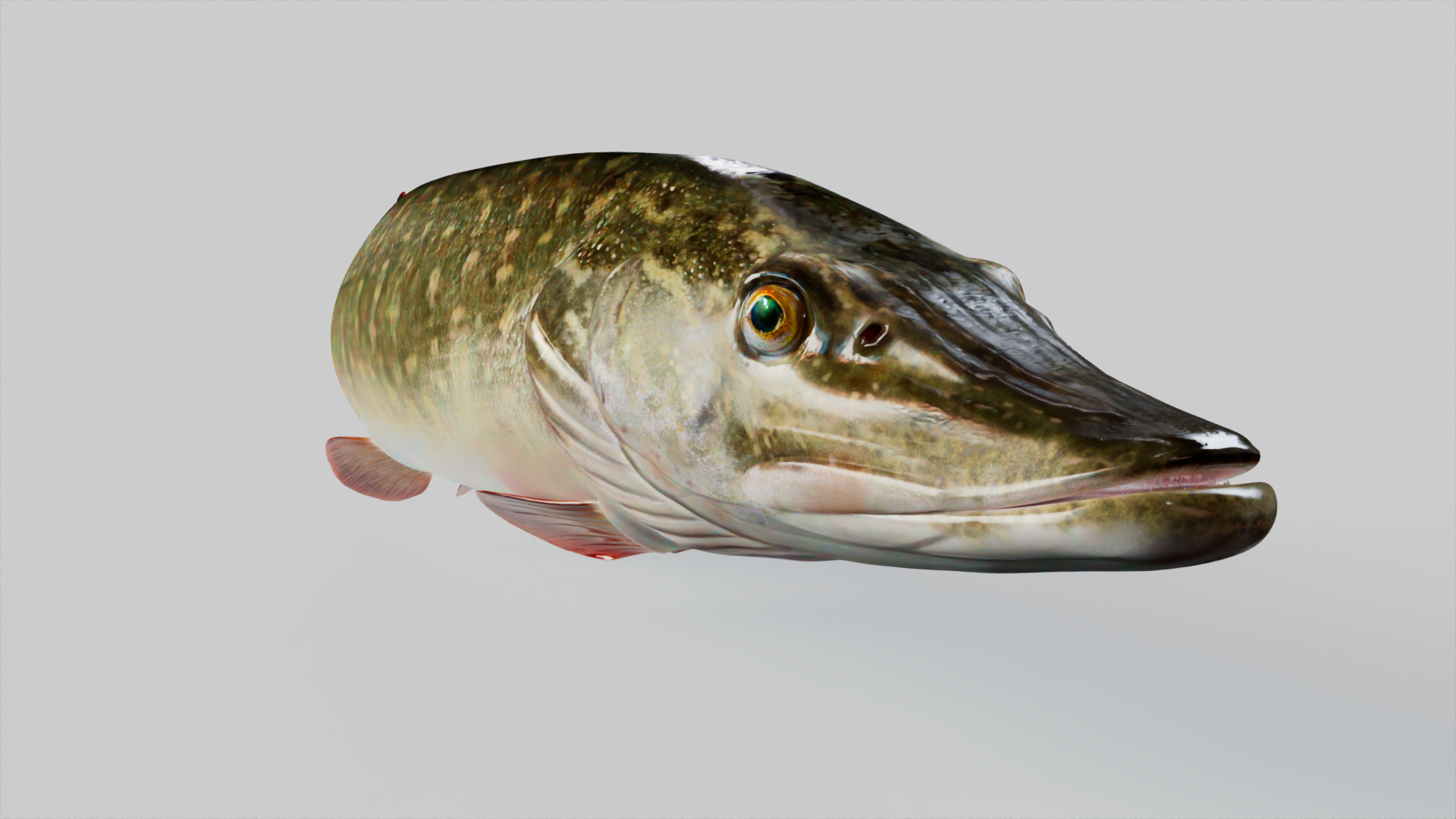 3D Pike Animated - TurboSquid 2359591