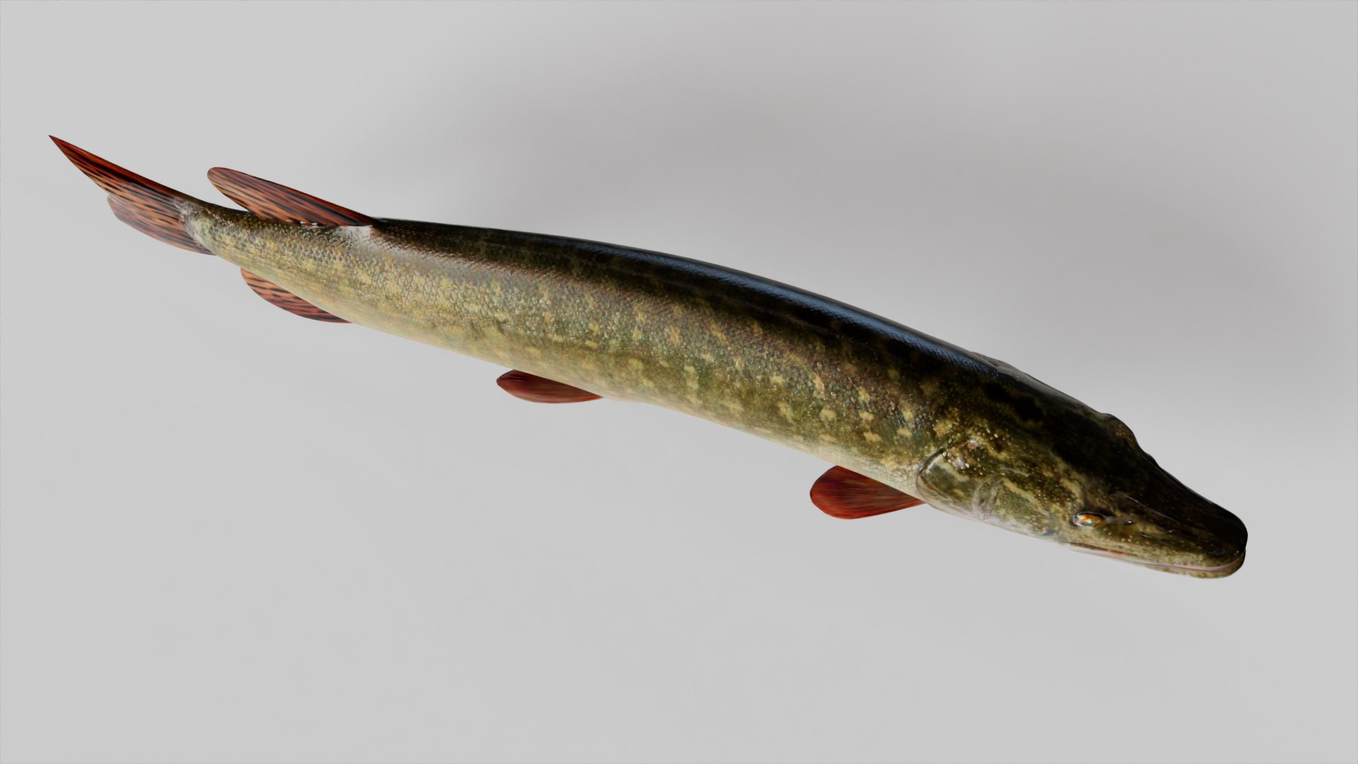 3D Pike Animated - TurboSquid 2359591