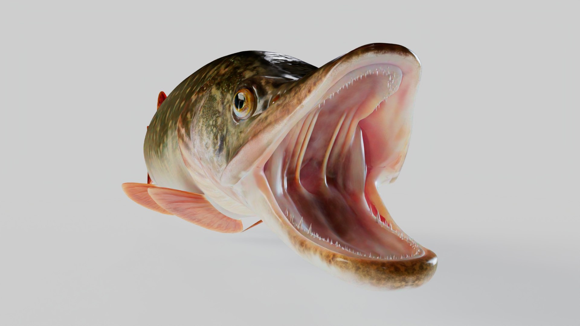 3D Pike Animated - TurboSquid 2359591