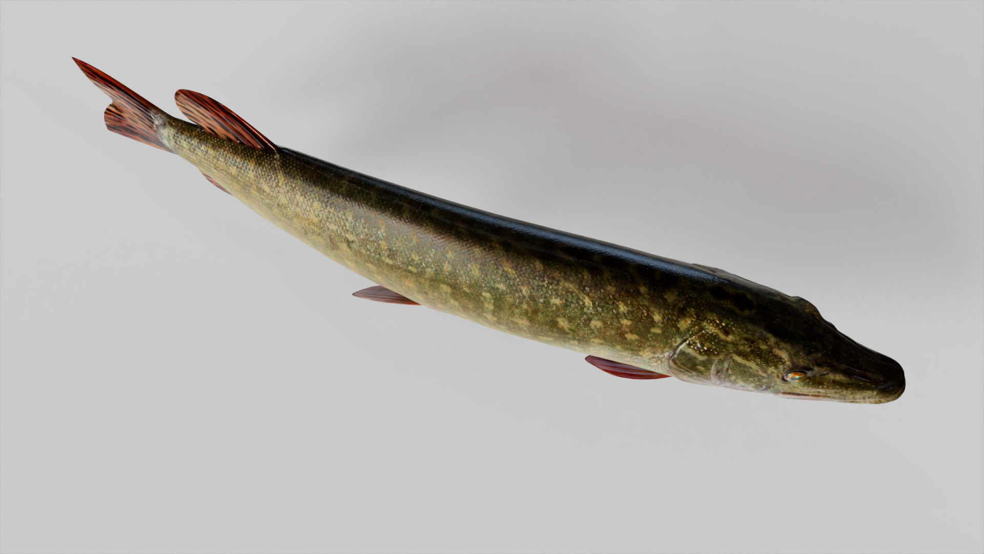 3D Pike Animated - TurboSquid 2359591