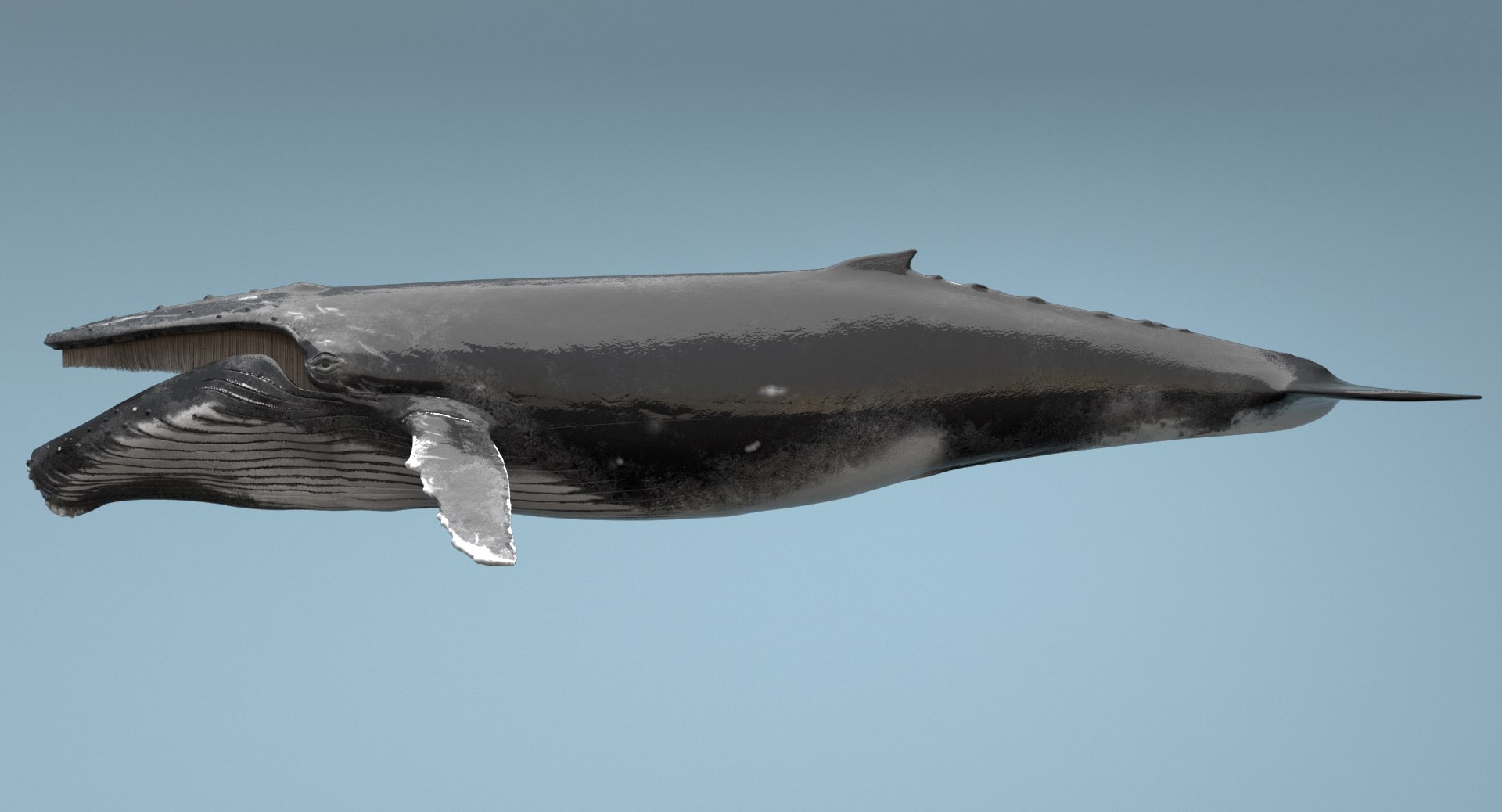 Humpback Whale 3d Model