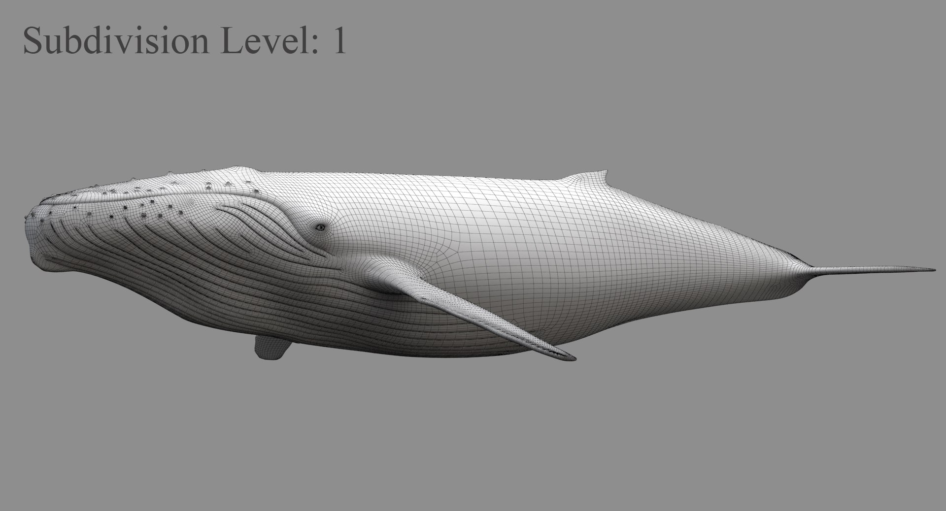 Humpback Whale 3d Model