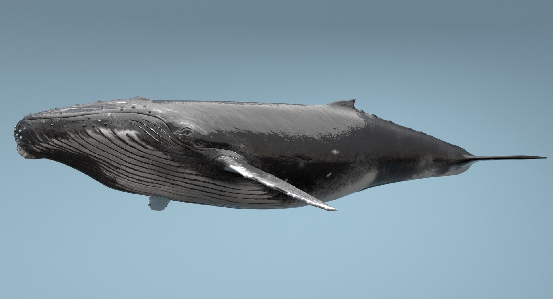 Humpback Whale 3d Model