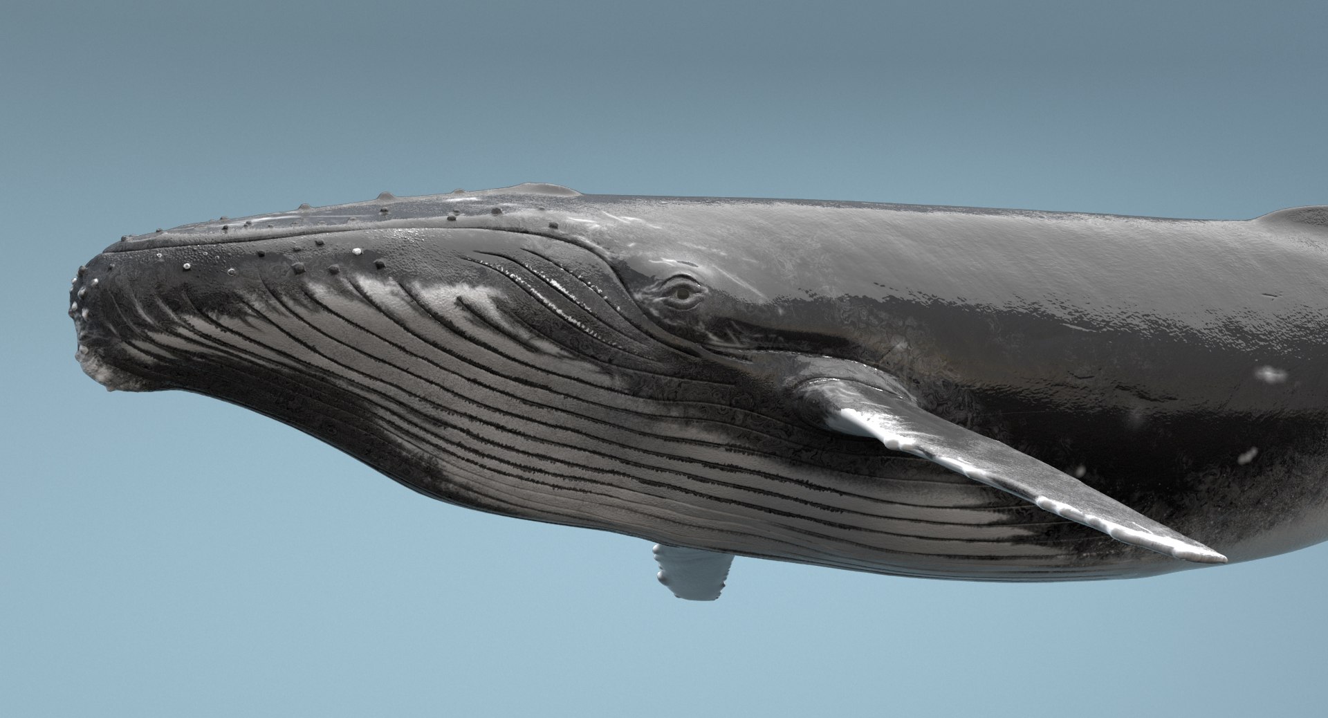 Humpback Whale 3d Model