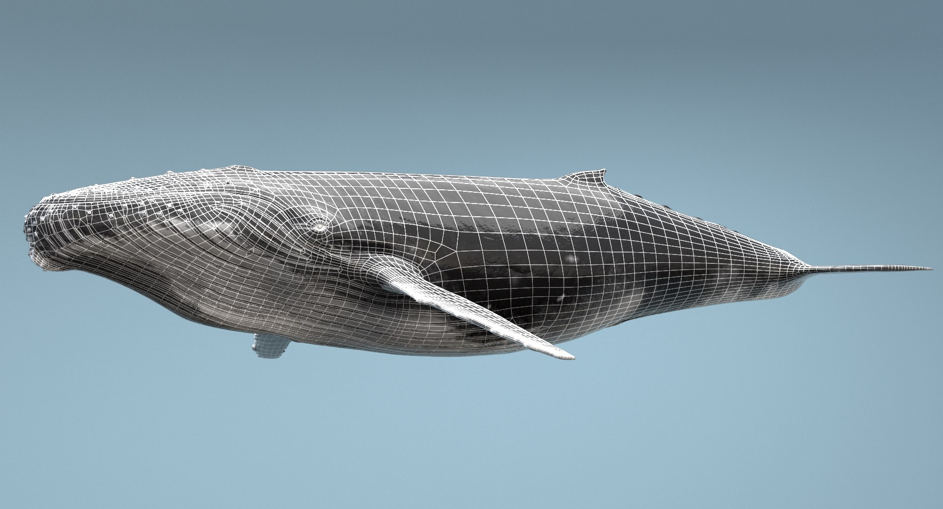 Humpback Whale 3d Model