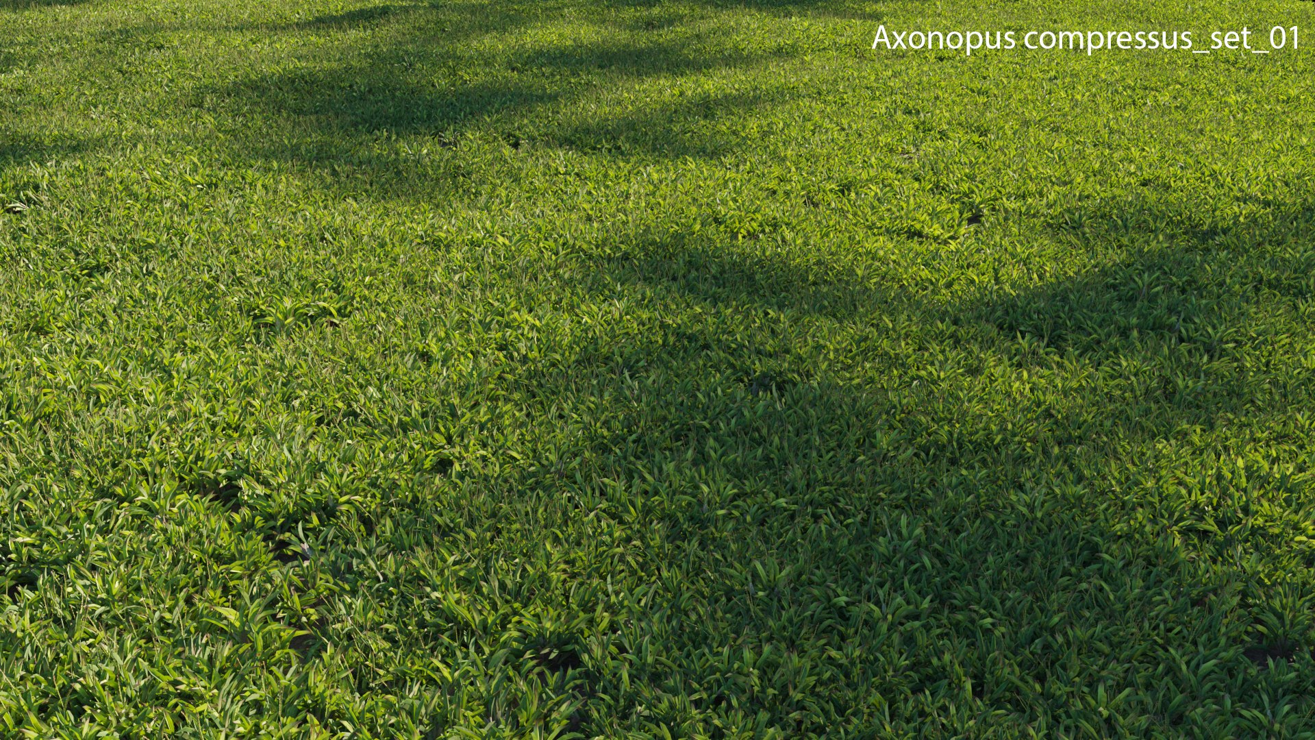 3D Model Axonopus Compressus 01 - TurboSquid 1874853