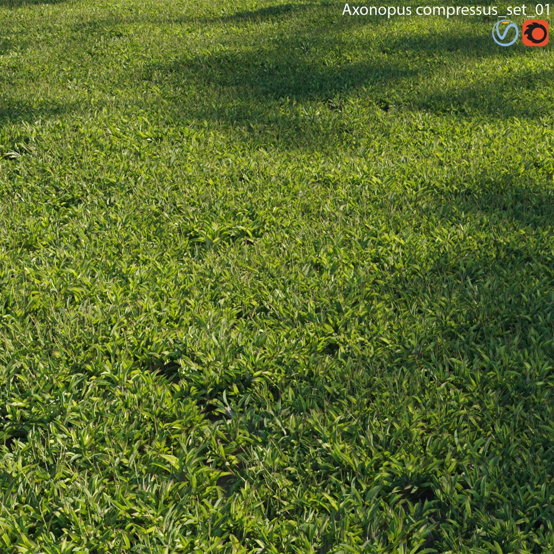3D Model Axonopus Compressus 01 - TurboSquid 1874853