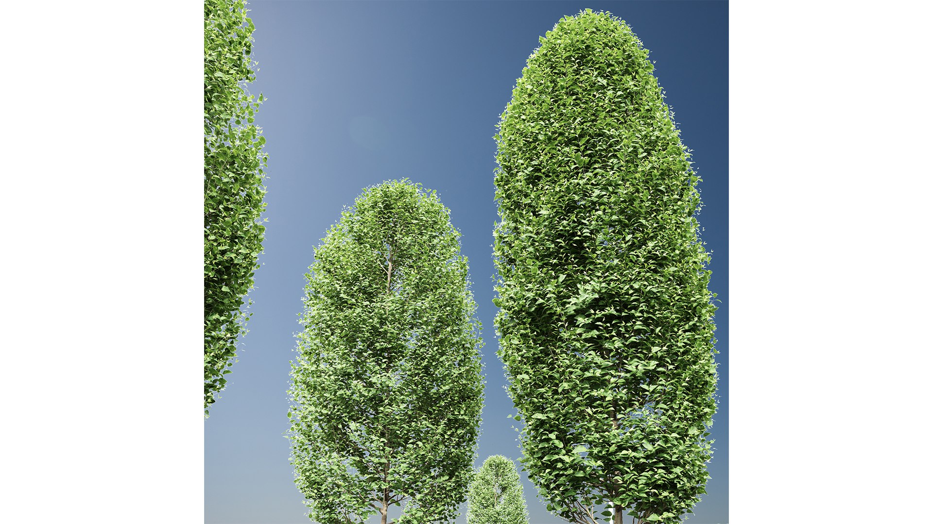 New Tree High Detail Carpinus Betulus Broadleaf Pellet 3D Model ...