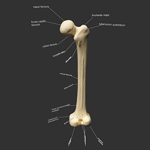 3D Anatomy Femur Models - Browse & Download Formats - TurboSquid