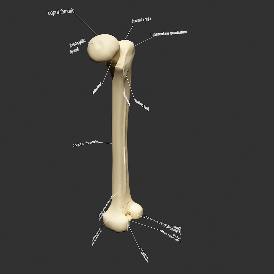 realistic femur 3d 3ds