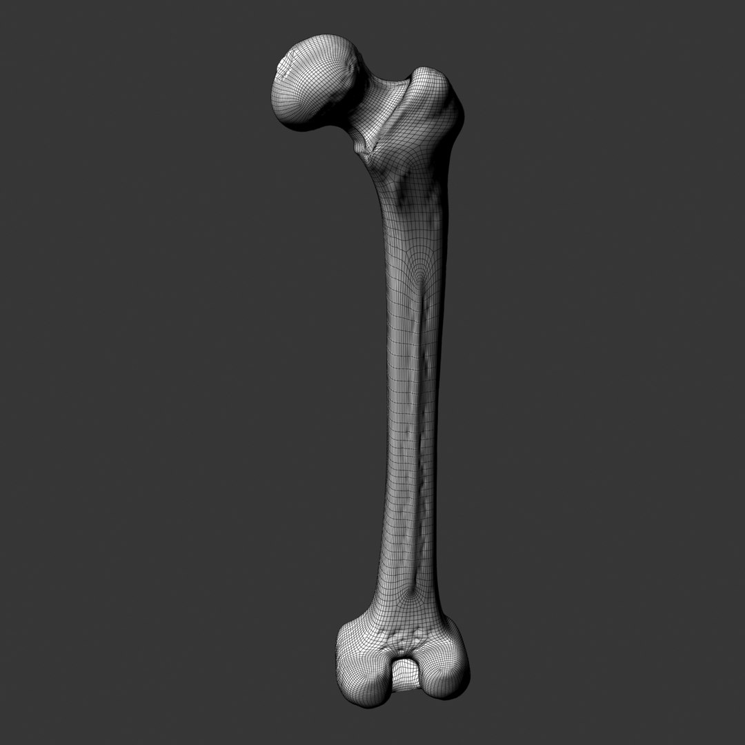Realistic Femur 3d 3ds