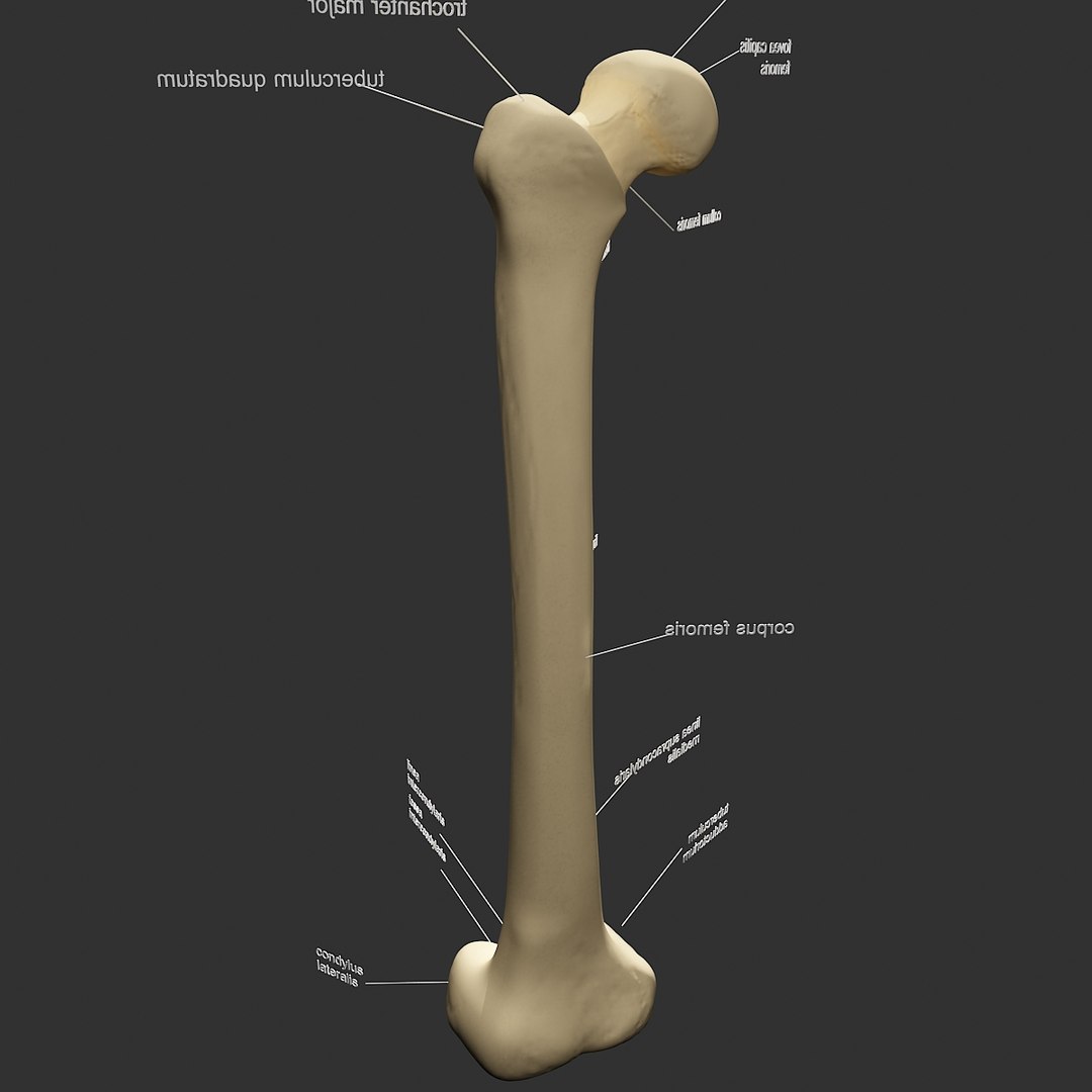 Realistic Femur 3d 3ds