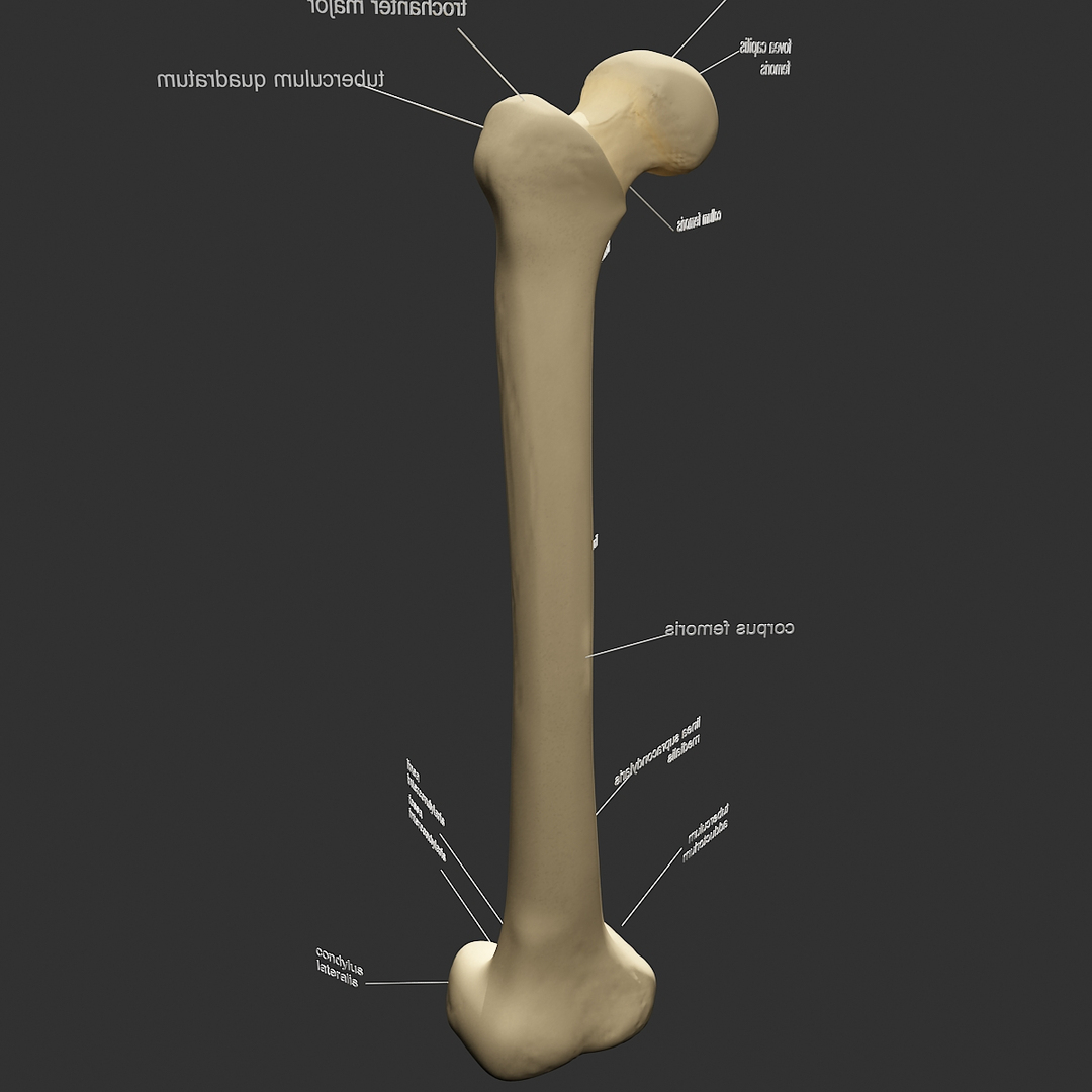 realistic femur 3d 3ds