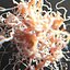 3d Organic Object Model