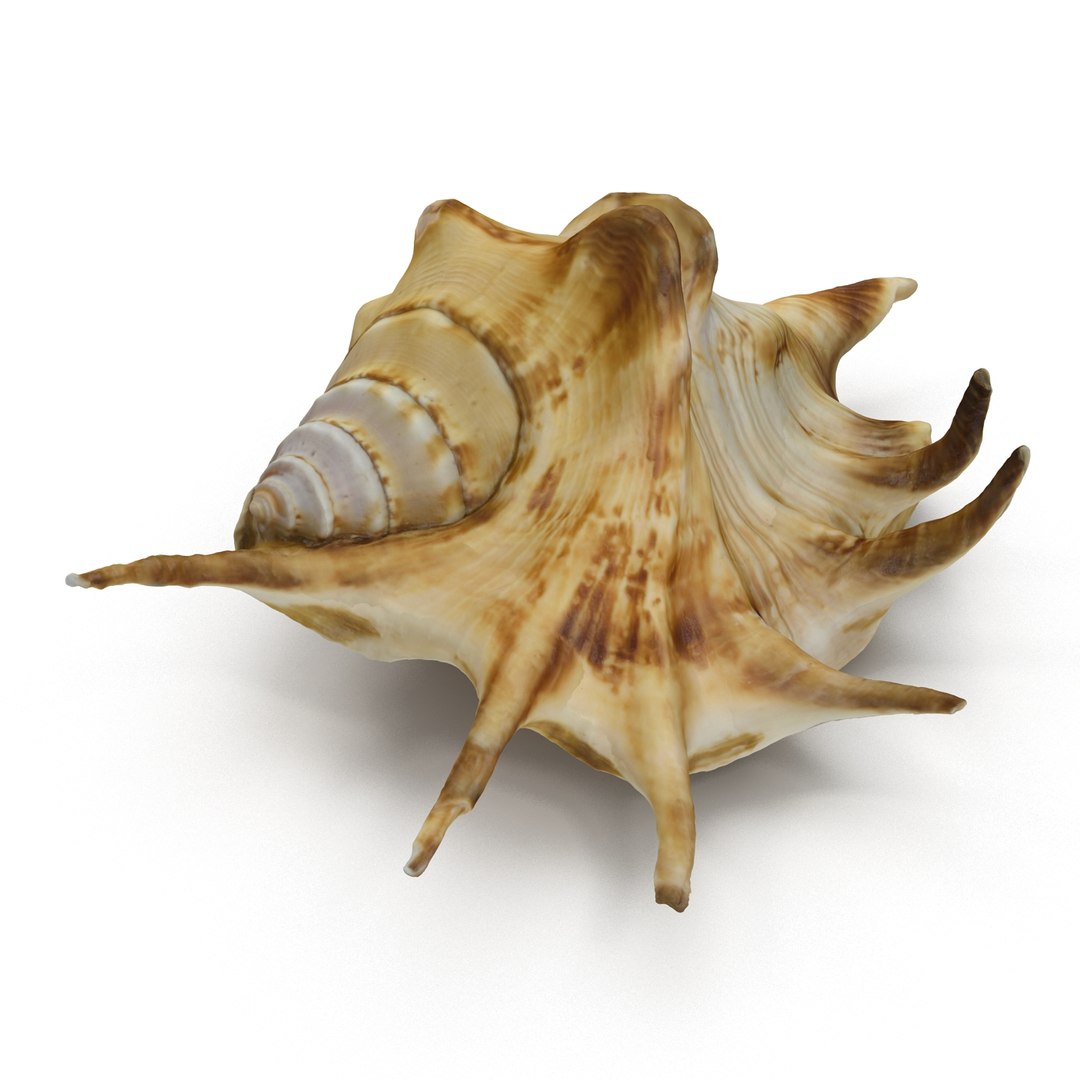 Spider Conch Shell 3d 3ds