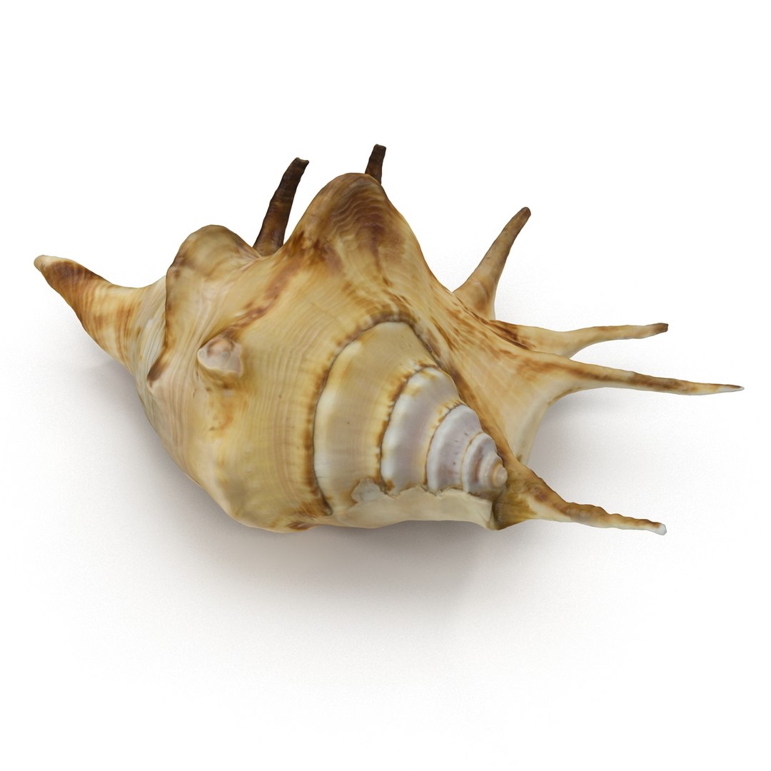 Spider Conch Shell 3d 3ds