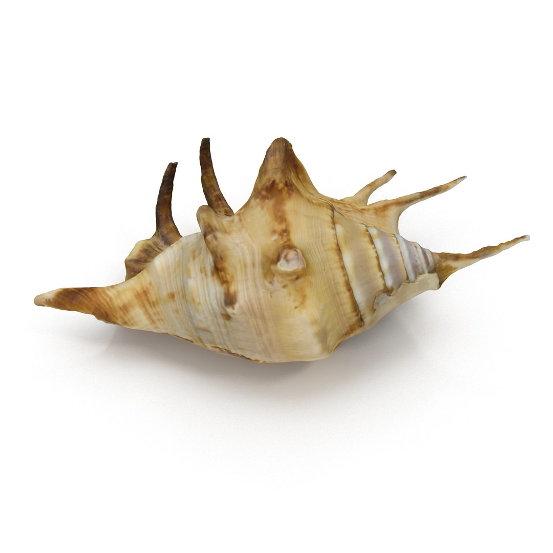 Spider Conch Shell 3d 3ds