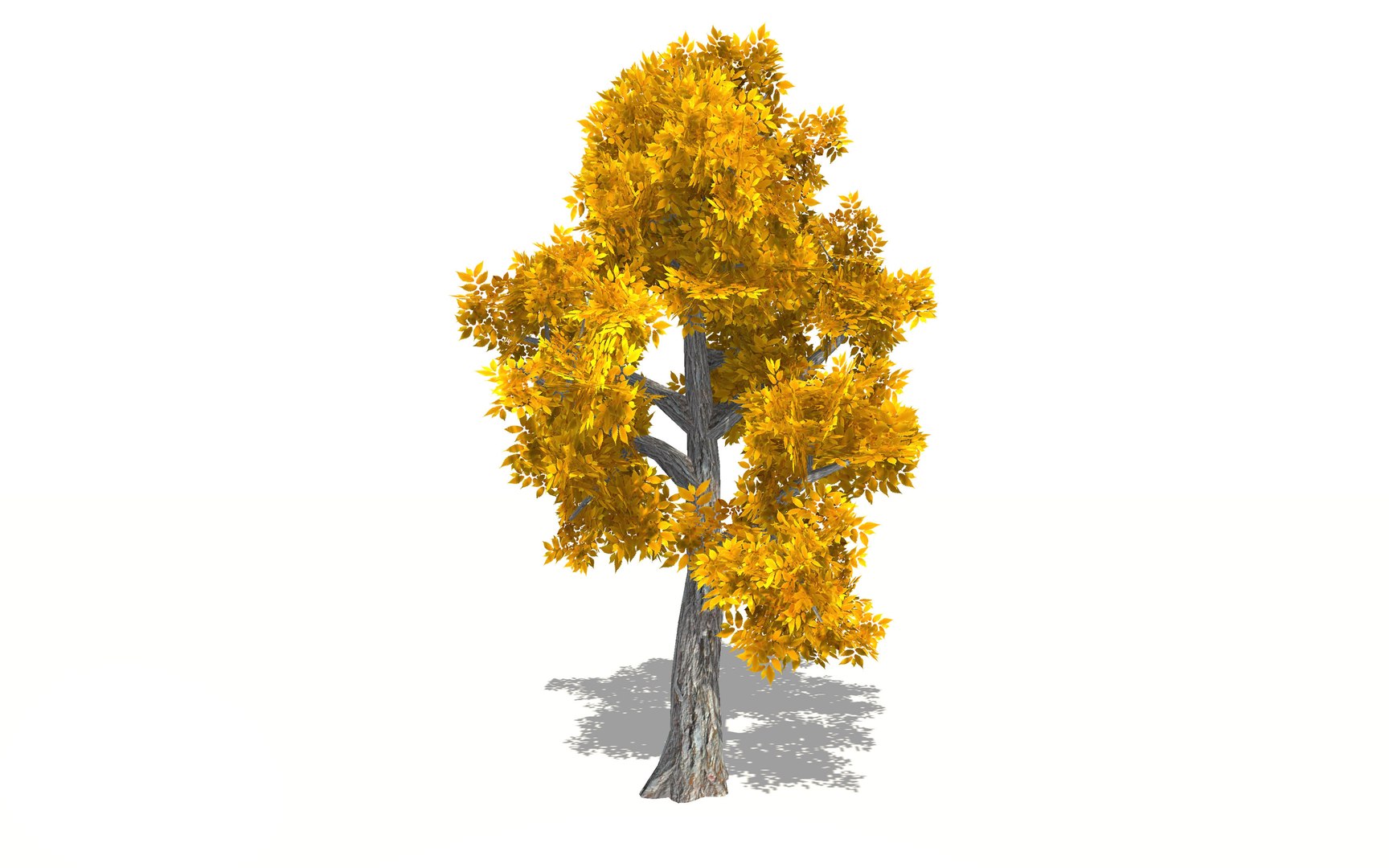 3D Maple Tree - TurboSquid 1516258