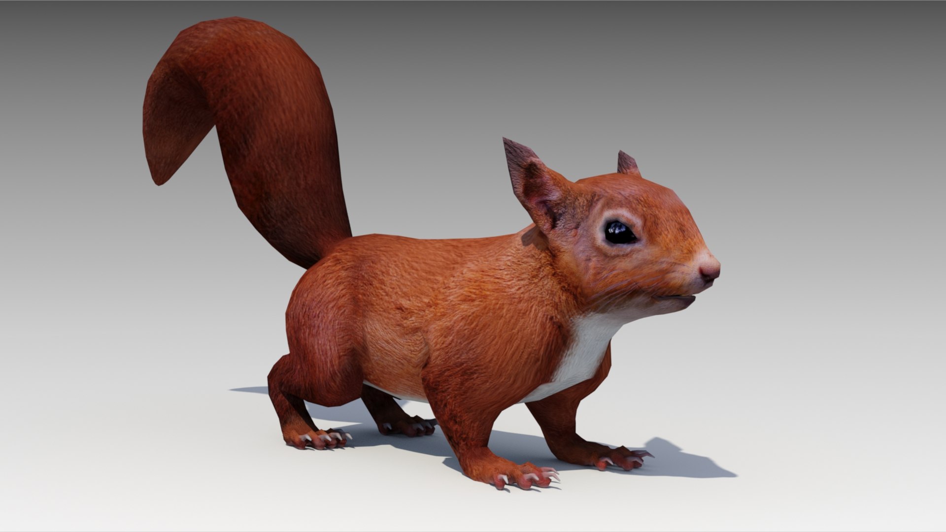 animated red squirrel