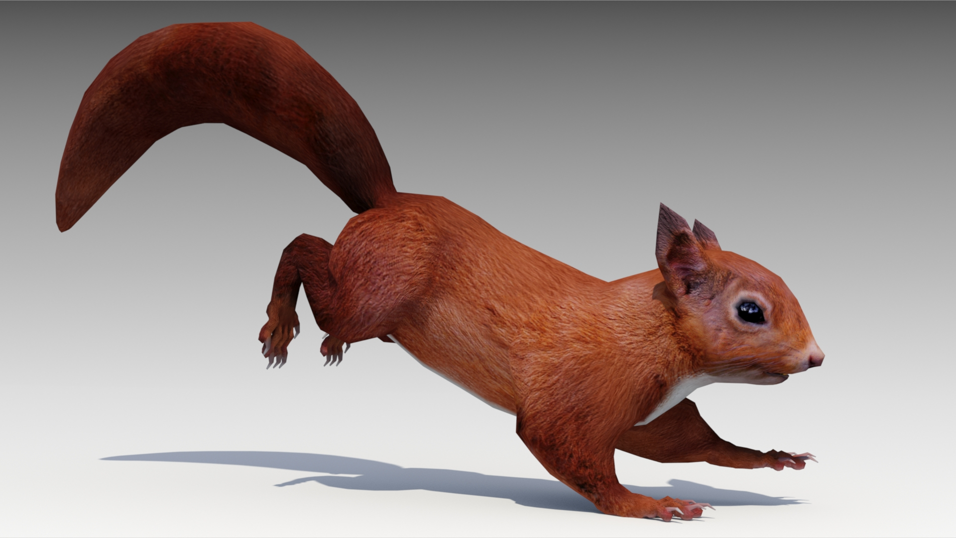 3D squirrel model - TurboSquid 1229896