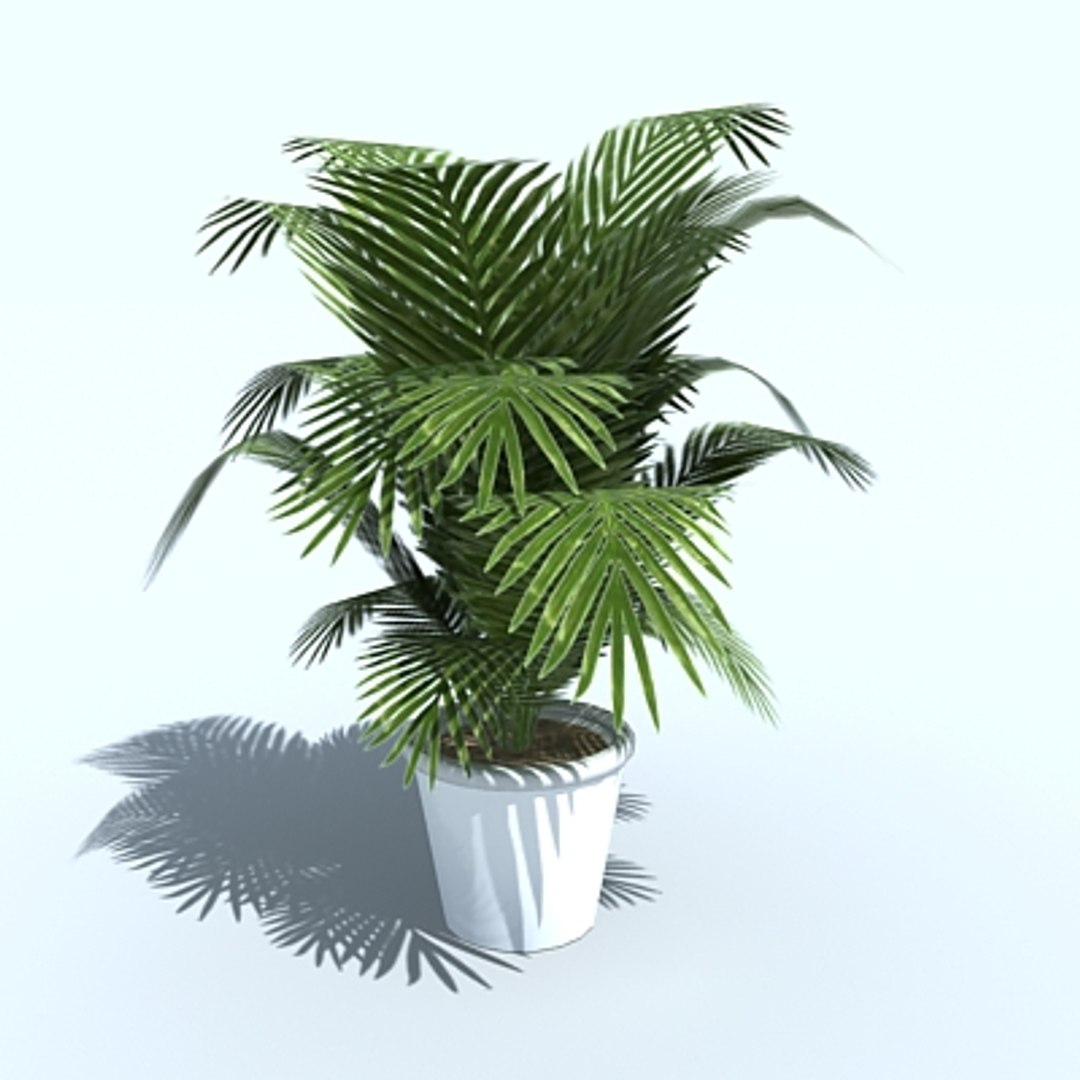 max tree plant