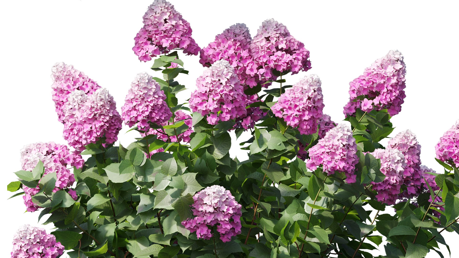 3D Hydrangea 02 Model - TurboSquid 1787857