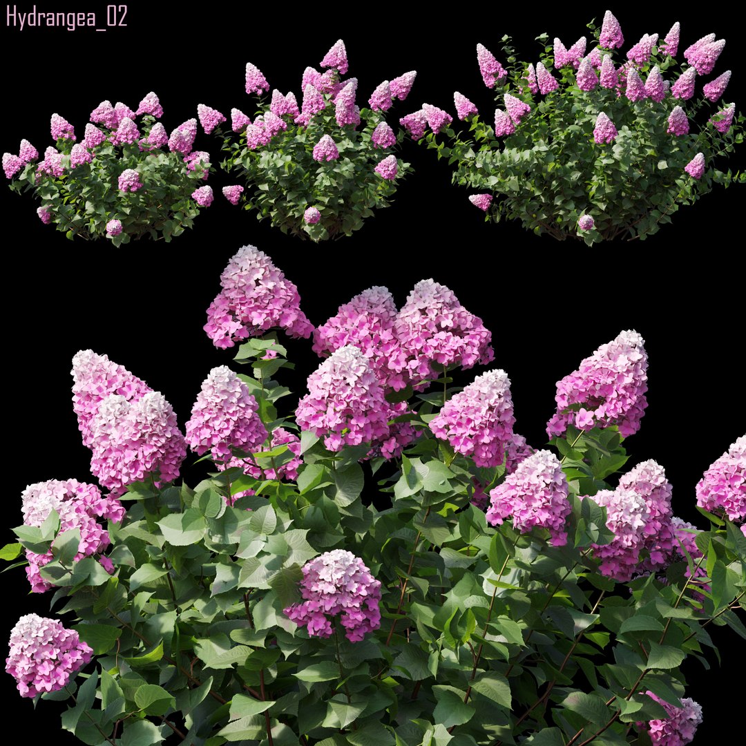 3D Hydrangea 02 Model - TurboSquid 1787857