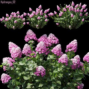 3D Hydrangea - TurboSquid 1787856