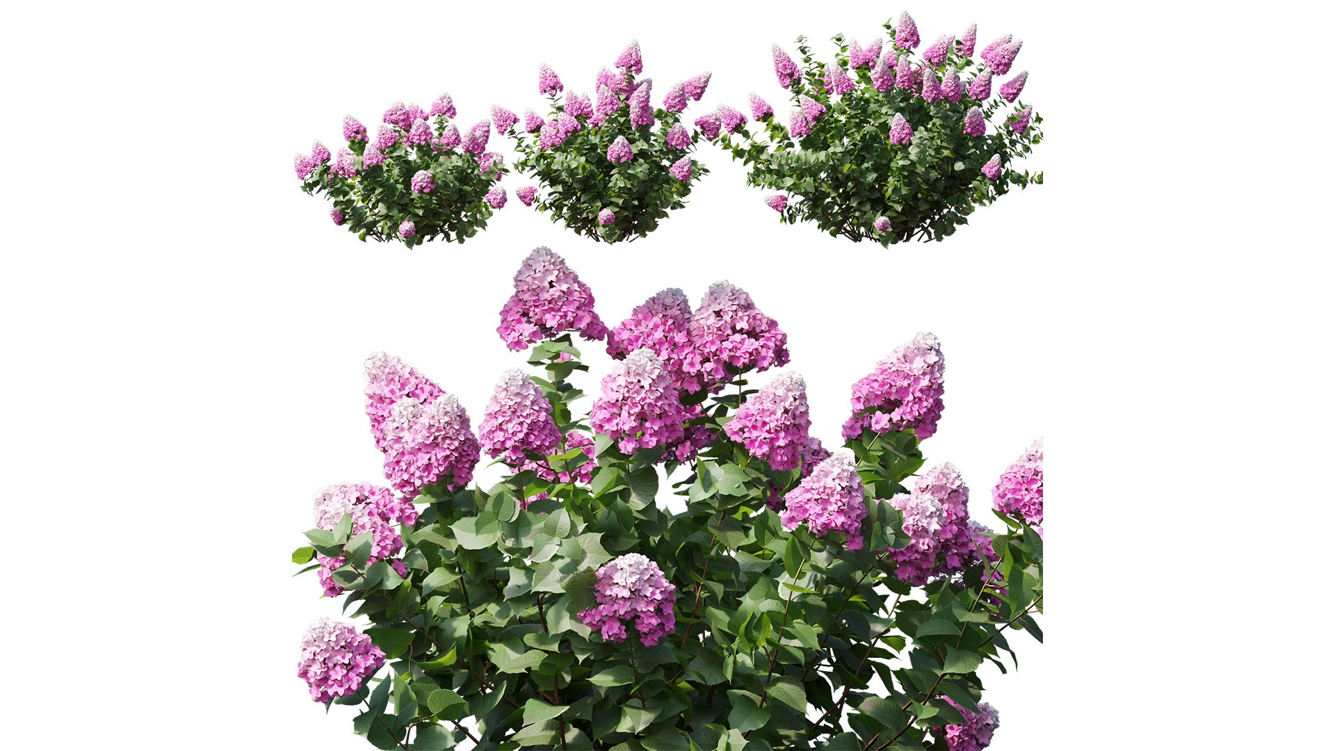 3D Hydrangea 02 Model - TurboSquid 1787857