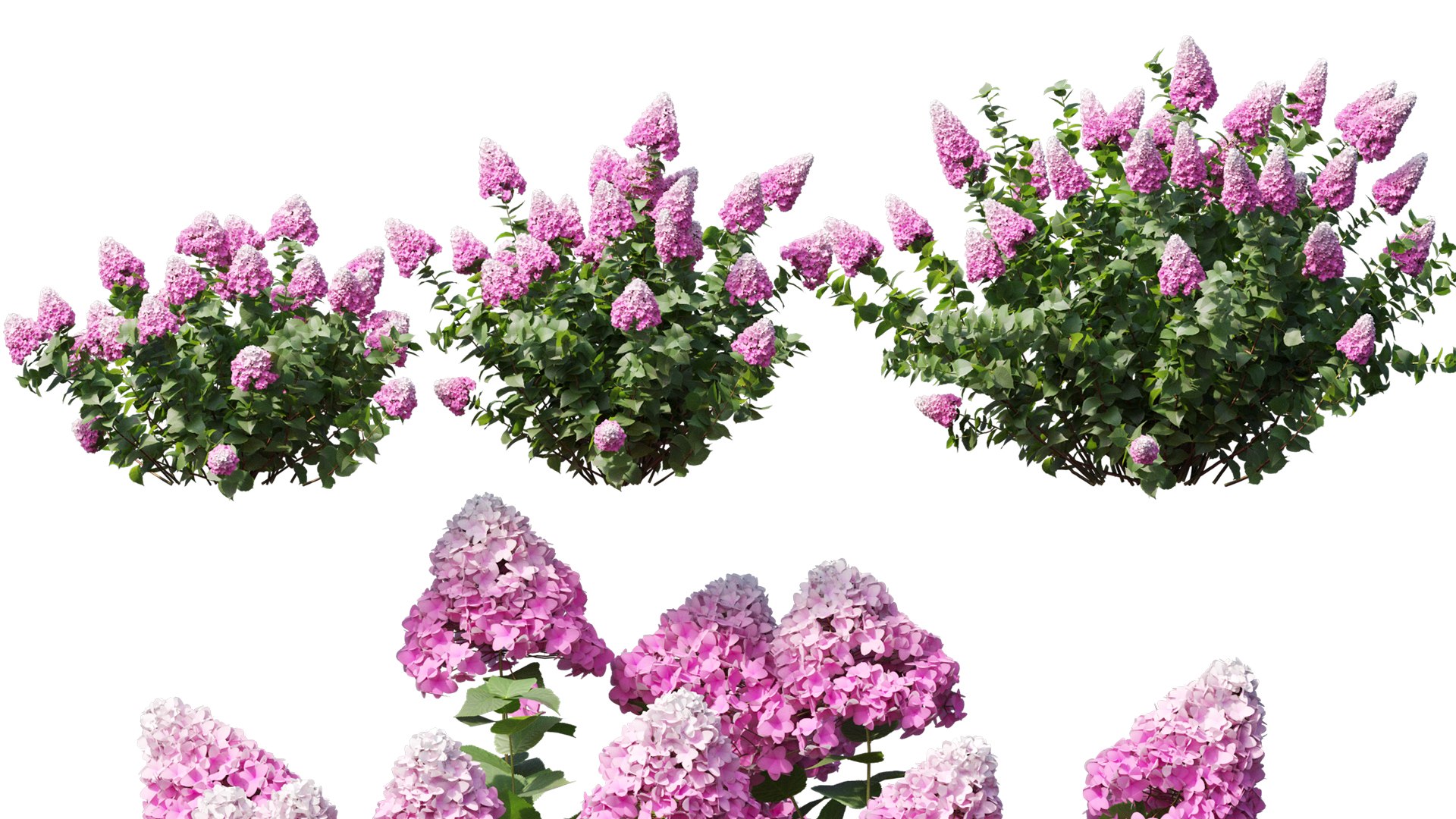 3D Hydrangea 02 Model - TurboSquid 1787857
