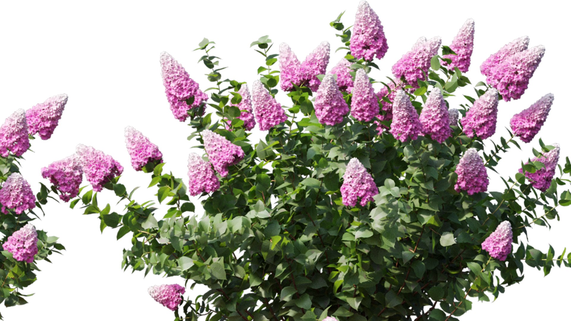 3D Hydrangea 02 Model - TurboSquid 1787857