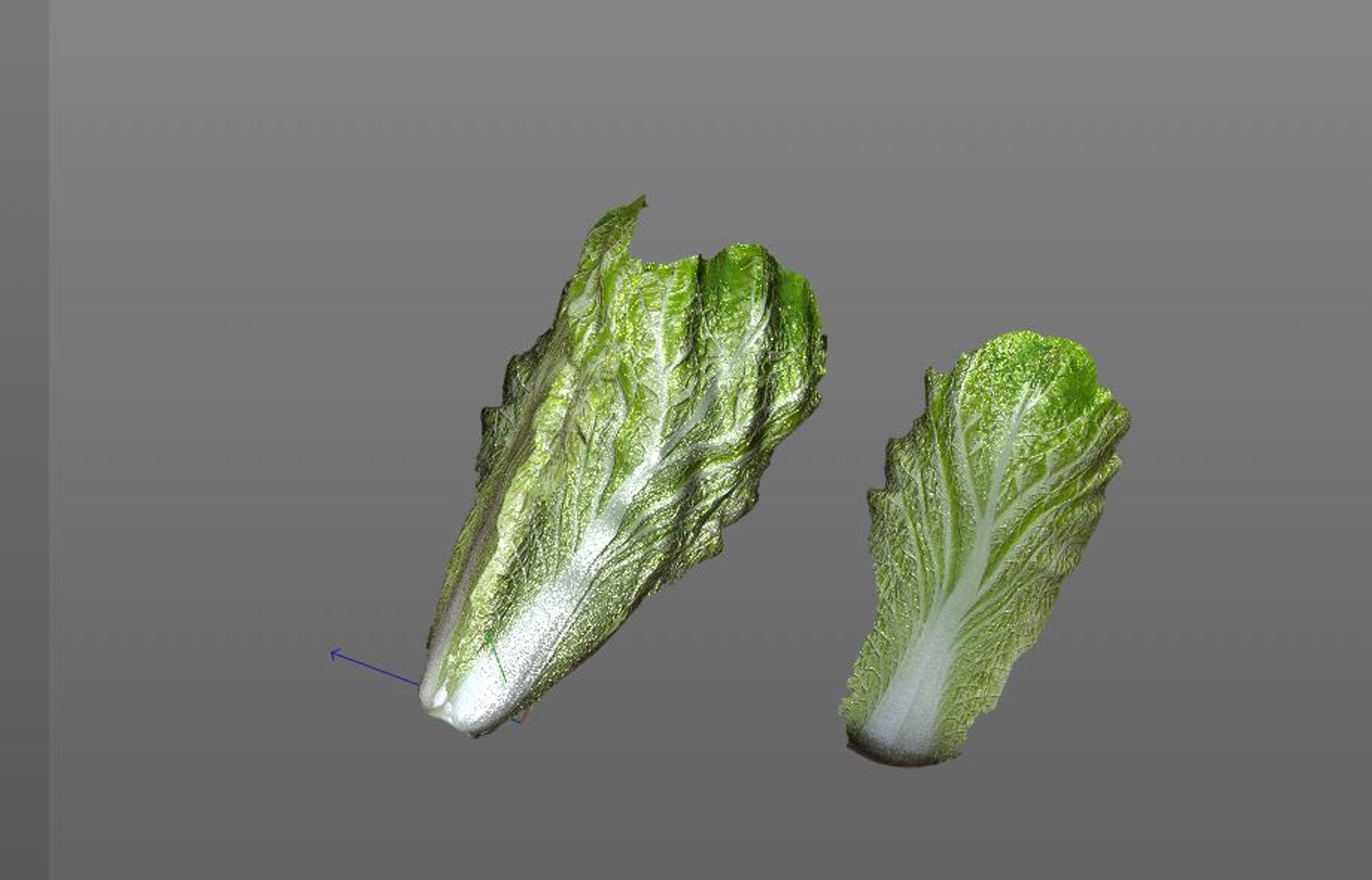 3D Lettuce Model - TurboSquid 1544540