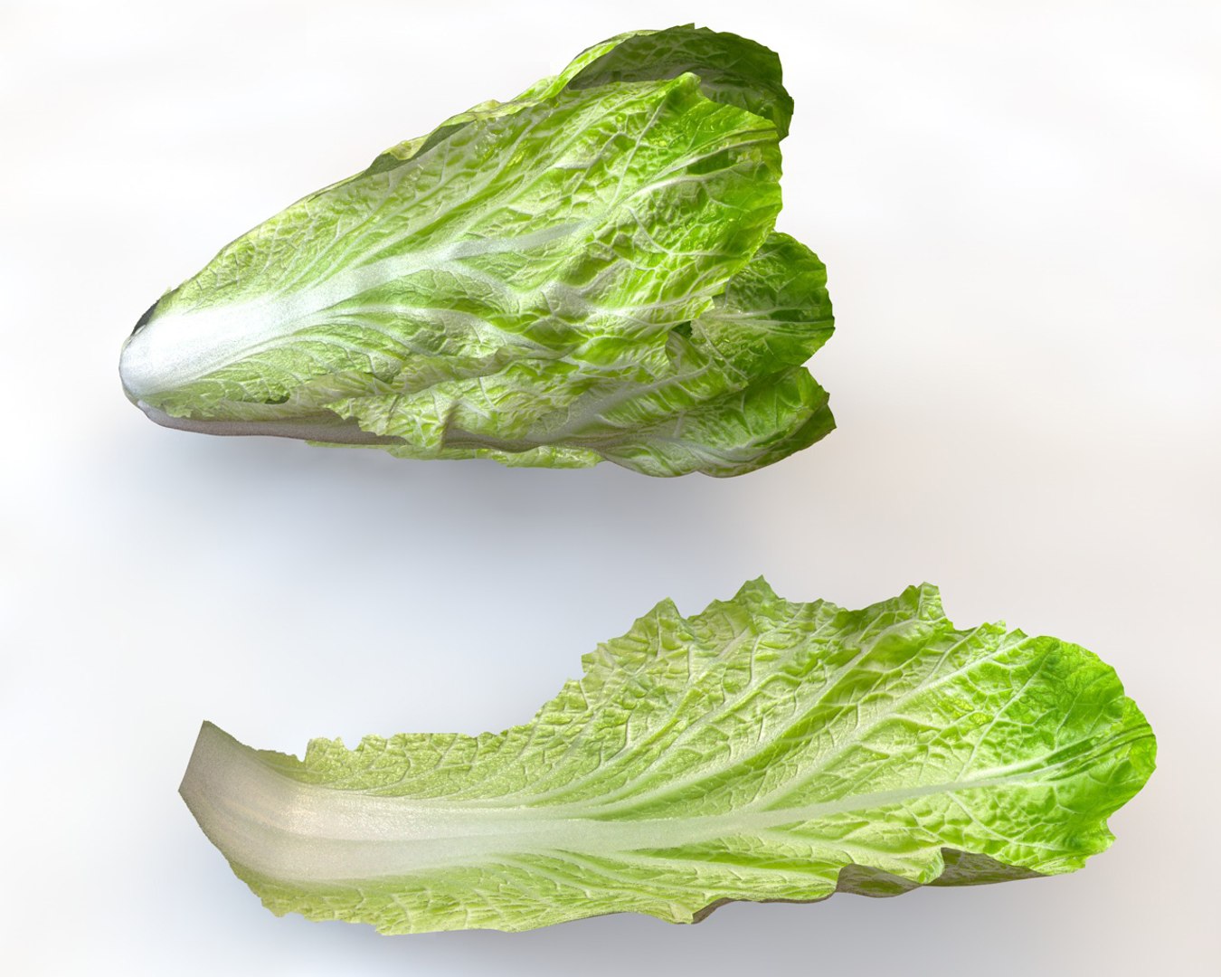 3D Lettuce Model - TurboSquid 1544540