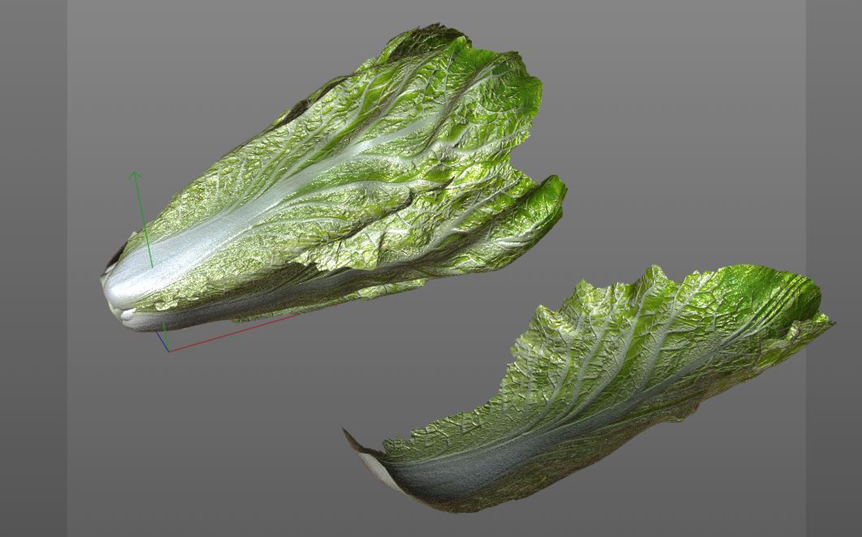 3D Lettuce Model - TurboSquid 1544540