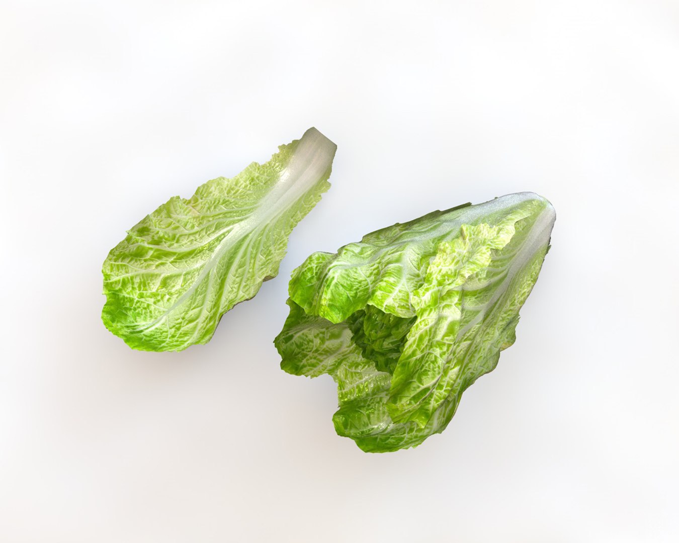 3D Lettuce Model - TurboSquid 1544540