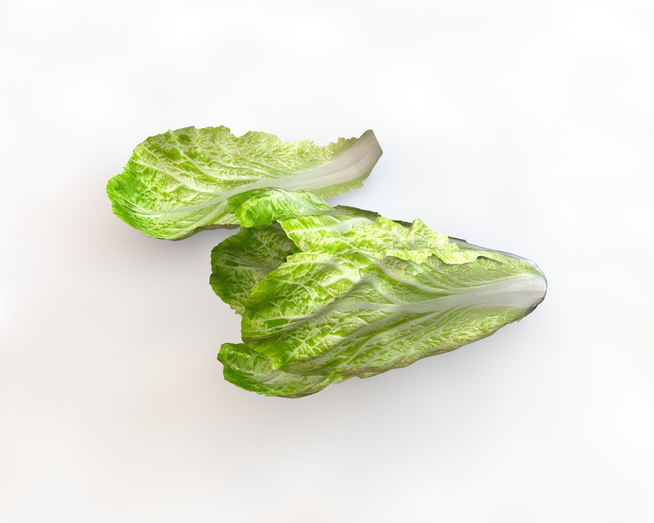 3D Lettuce Model - TurboSquid 1544540